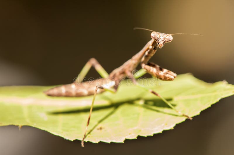 Mantis Insect Sits on Black Ground in Backlight Stock Photo - Image of ...