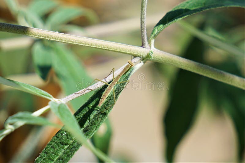 Praying Mantis Egg Sac Stock Photos - Free & Royalty-Free Stock Photos ...
