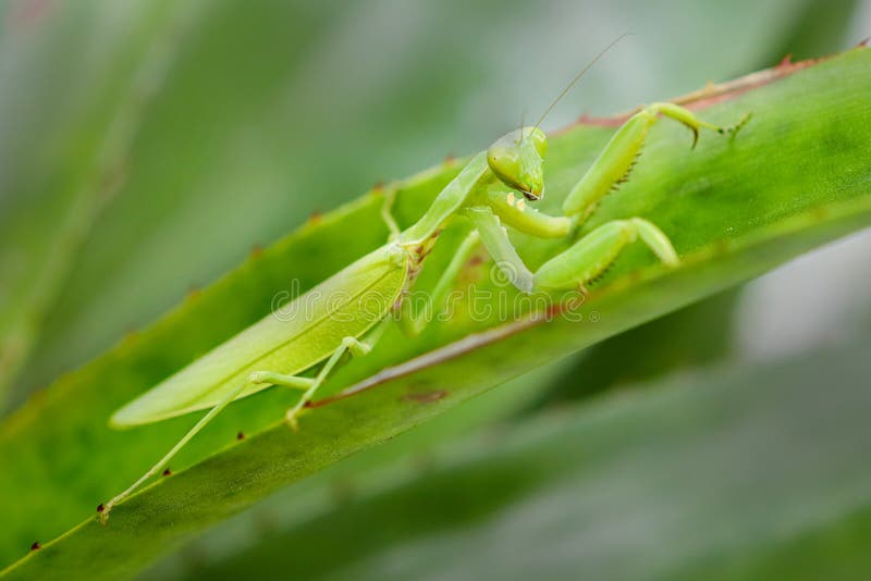 Close-up of a Praying Mantis on a Leaf; Stock Photo - Image of hunter ...