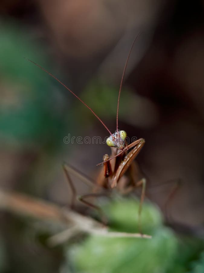 Macro of a Praying Mantis (Mantis Religiosa) Stock Image - Image of ...