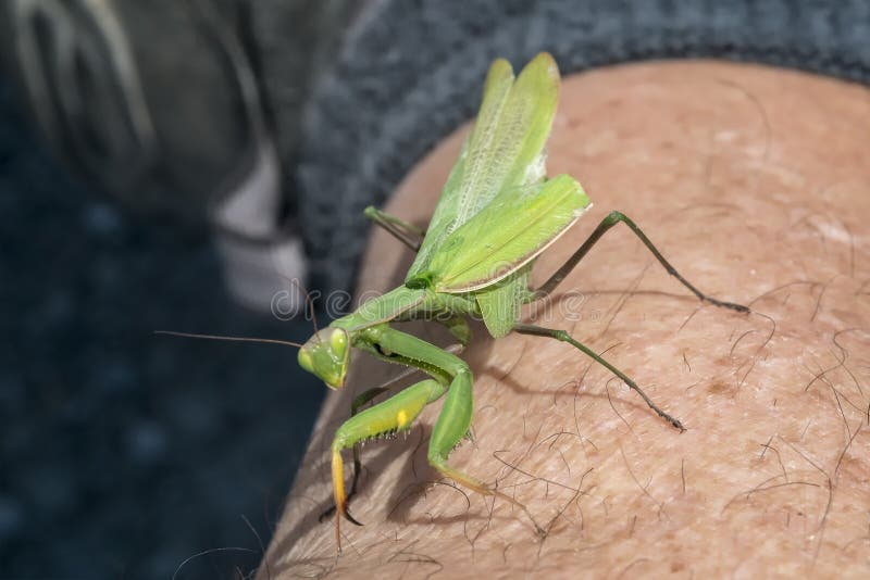 Praying Mantis stock photo. Image of legs, mantis, natural - 101515418