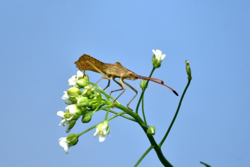 Close-up of a Predatory Bug Sitting on a Stalk of Grass Stock Image ...