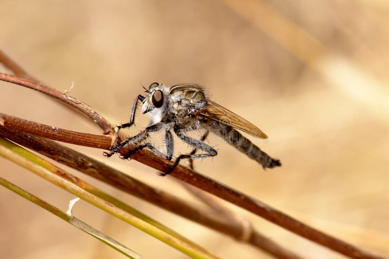 Close-up of a Predatory Fly Laphria Marginata Stock Image - Image of ...
