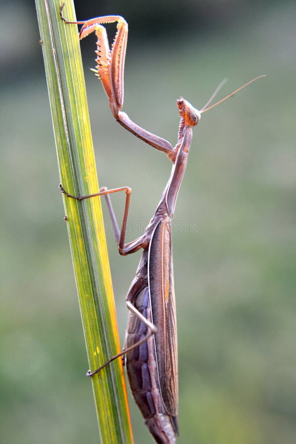 Close Up of the Predatory Insect Mantis Religiosa Stock Image - Image ...