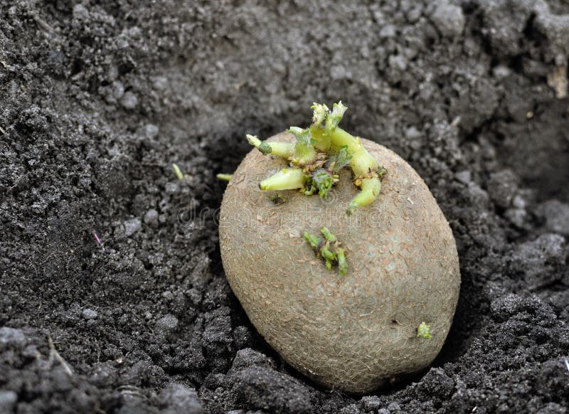 Close-up of Prepared Germinating Potato Seedling Stock Photo - Image of ...
