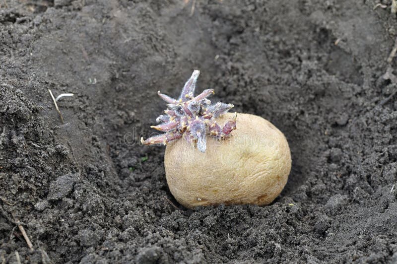 Close-up of Prepared Germinating Potato Tuber Stock Image - Image of ...