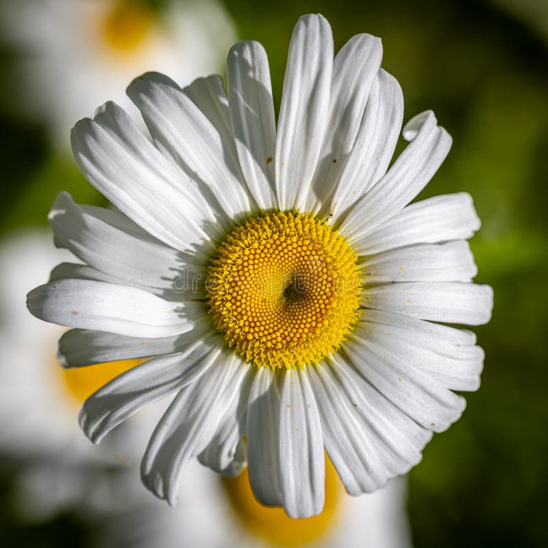 A Close Up of a Pretty Daisy Flower, with a Shallow Depth of Field ...