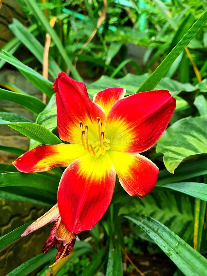 A Close-up of a Pretty Red-yellow Daylily Flower Stock Image - Image of ...