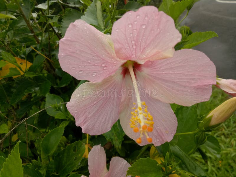 Close Up Pretty Translucent Pink Flowers. Natural Background Stock ...