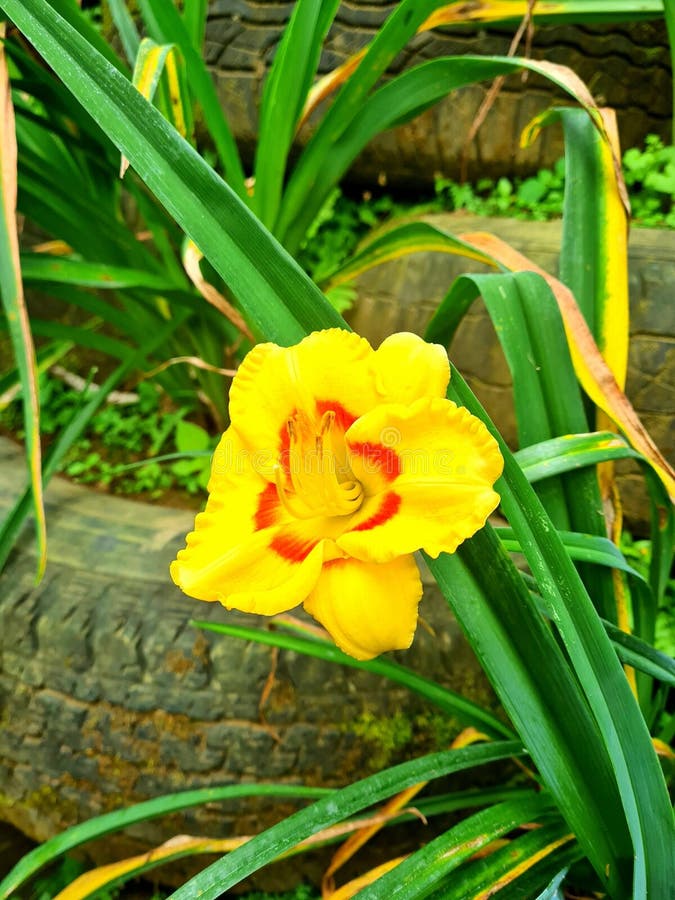 A Close-up of a Pretty Yellow Daylily Flower Stock Image - Image of ...