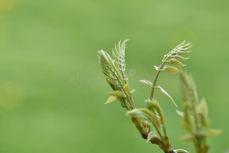 Close Up on a Pretty Young Flower in Spring Stock Photo - Image of ...