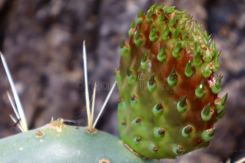 Close-up of a Prickly Cactus Bud with Sharp Spines and Vivid Green Tips ...