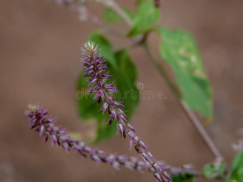 Chaff-flower-Achyranthes Aspera - Nayuruvi Stock Photo - Image of ...
