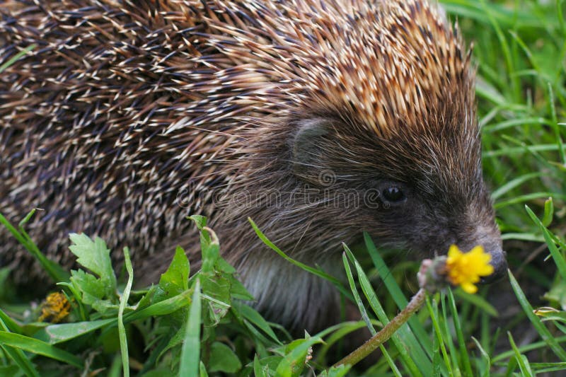 Close-up of Prickly Hedgehog in Green Grass Stock Photo - Image of ...