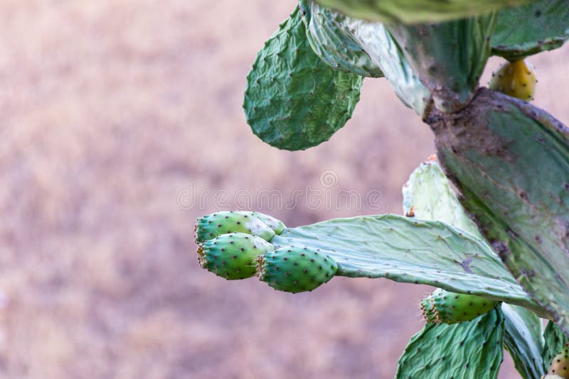 Close Up of Prickly Pear Cactus Fruit on the Cactus Tree. Stock Image ...