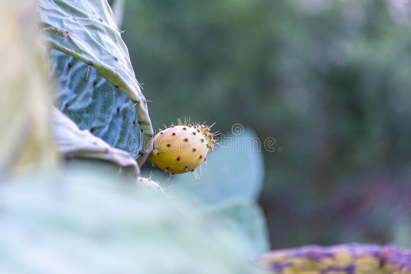 Close Up of Prickly Pear Cactus Fruit on the Cactus Tree. Stock Image ...