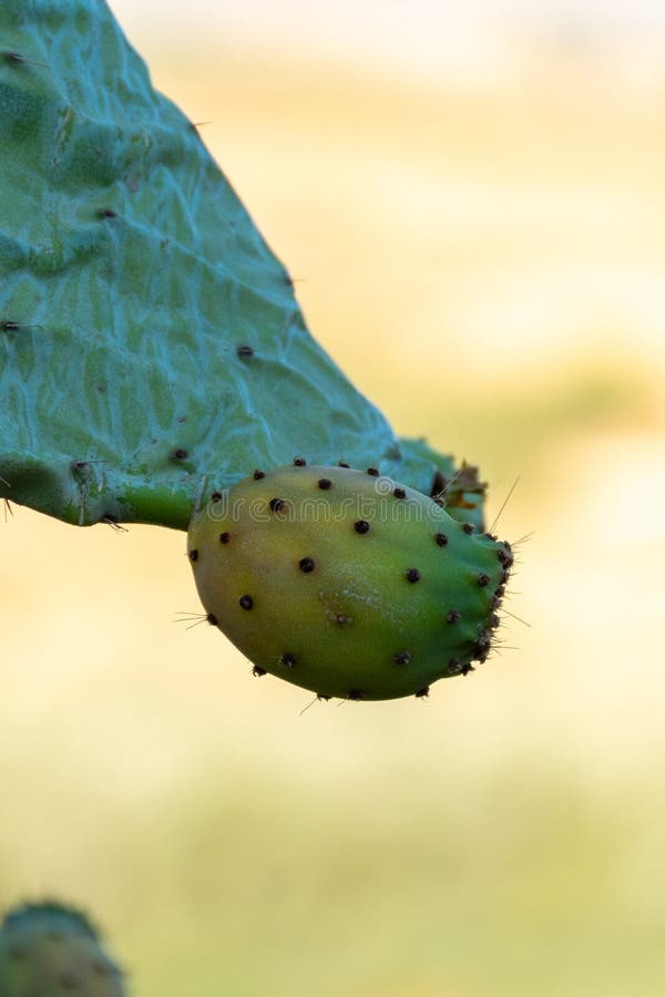 Close Up of Prickly Pear Cactus Fruit on the Cactus Tree. Stock Photo ...