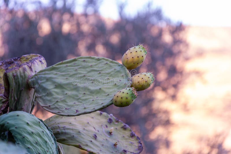 Close Up of Prickly Pear Cactus Fruit on the Cactus Tree. Stock Image ...