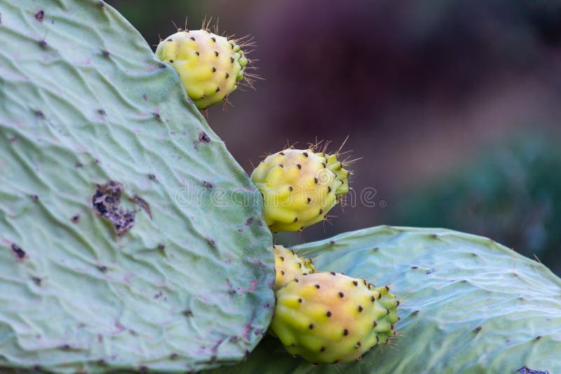 Close Up of Prickly Pear Cactus Fruit on the Cactus Tree. Stock Photo ...