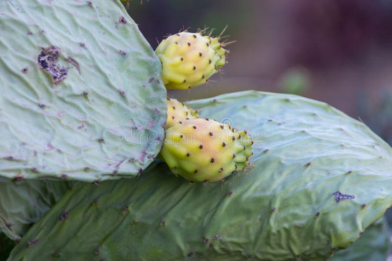 Close Up of Prickly Pear Cactus Fruit on the Cactus Tree. Stock Image ...