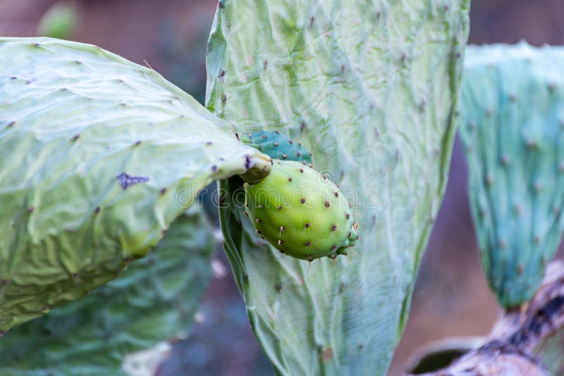 Close Up of Prickly Pear Cactus Fruit on the Cactus Tree. Stock Photo ...