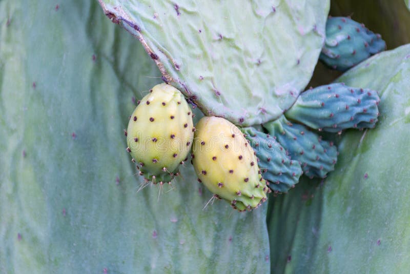 Close Up of Prickly Pear Cactus Fruit on the Cactus Tree. Stock Photo ...