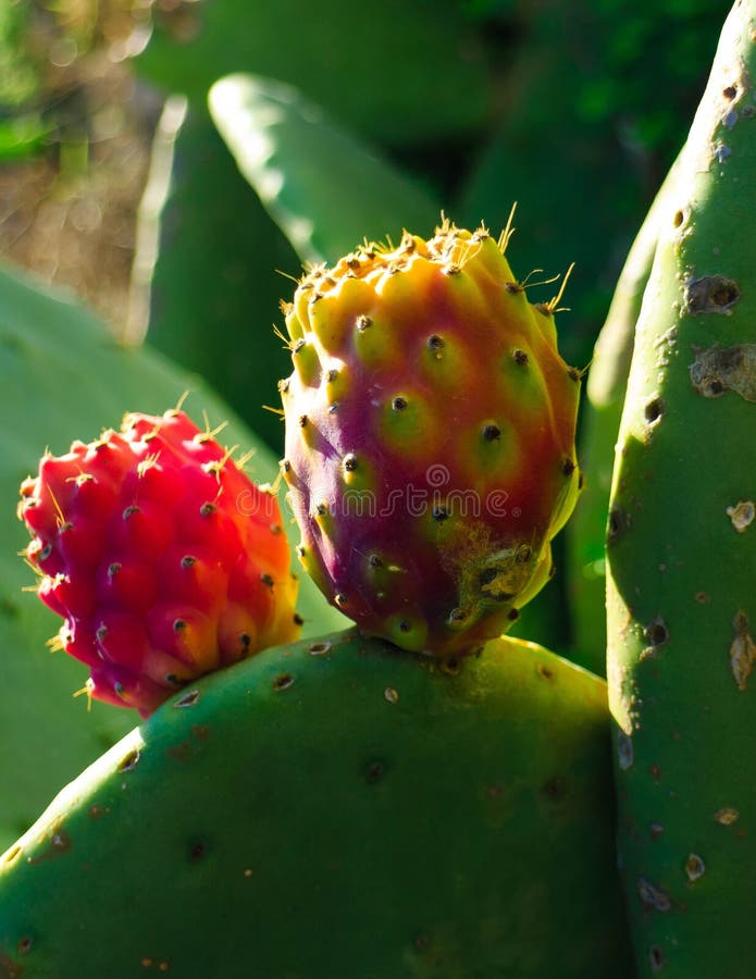 Close Up of Prickly Pear Fruit Stock Image - Image of prickly, flora ...