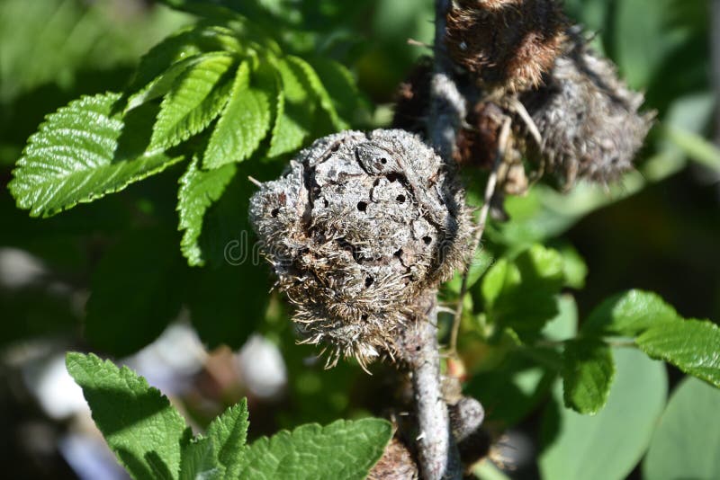 Prickly Seed Pods with Thorns and Briars Protruding Stock Photo - Image ...