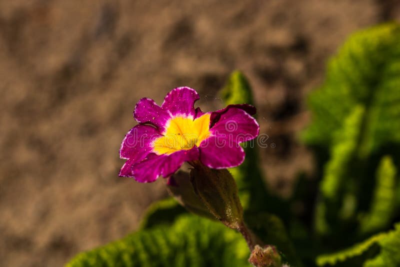 Close Up of Primrose, Primula Flowers in a Garden Isolated Stock Image ...