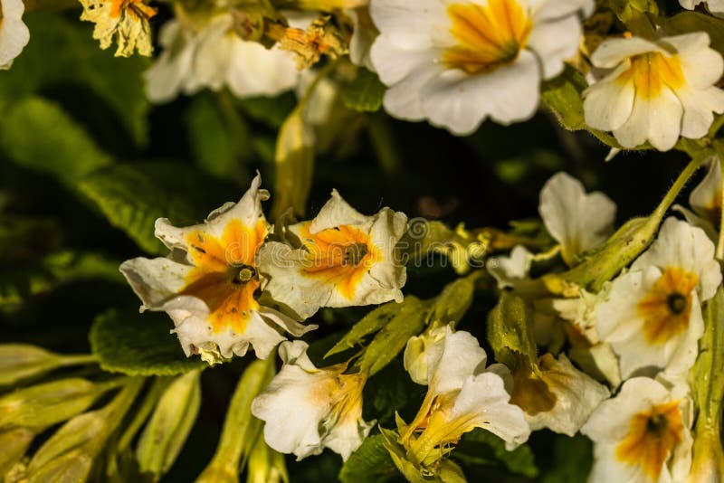 Close Up of Primrose, Primula Flowers in a Garden Isolated Stock Photo ...