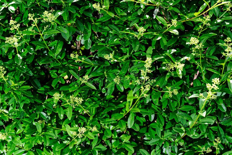 Close Up of Privet Hedge Branches Stock Image - Image of nature, formal ...