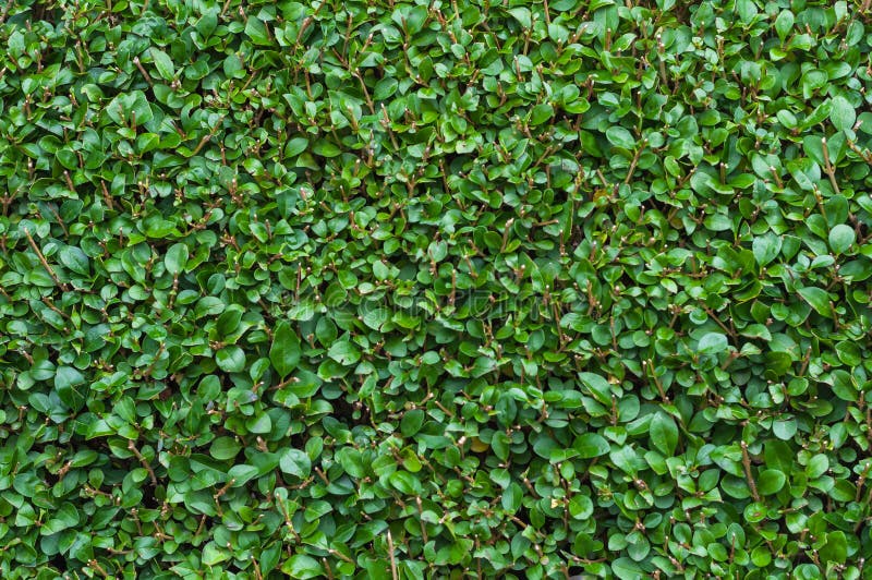 Close-Up Privet Hedge stock image. Image of leaf, botanical - 34660491