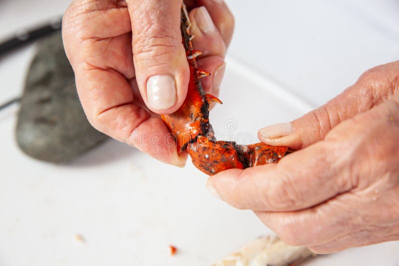 Close Up of the Process of Breaking Down a Fresh Crab To Take Out the ...