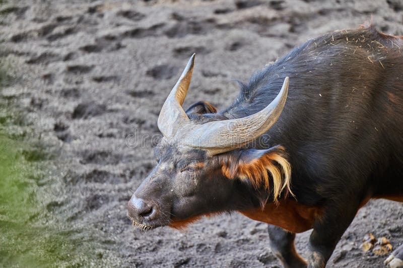 Profile of African Forest Buffalo Stock Photo - Image of horn, animal ...