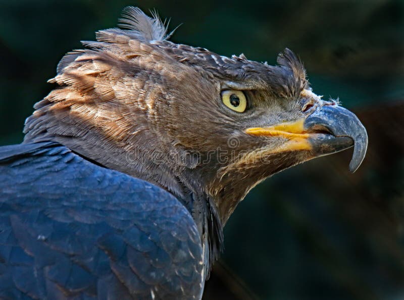 African Crowned Eagle stock photo. Image of deadly, noble - 109098162