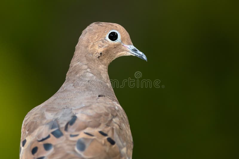 Profile Mourning Dove Zenaida Macroura Stock Image - Image of doves ...