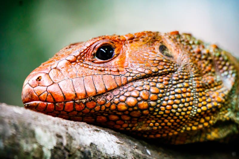 Caiman Lizard Profile stock photo. Image of texture - 100486316