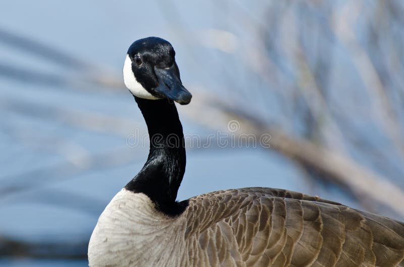 Close Up Profile of Canada Goose Stock Photo - Image of canada, profile ...