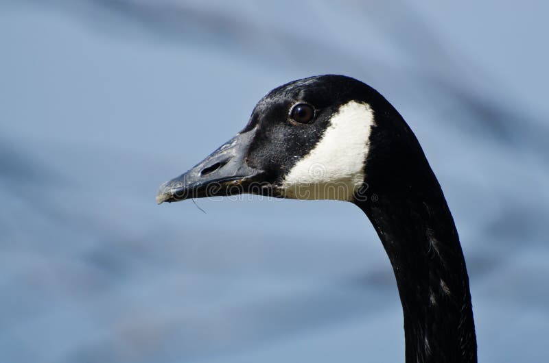 Profile of Canada Goose stock image. Image of nature - 40025083