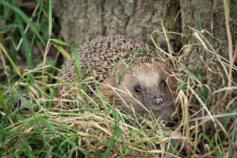 Hedgehog Foraging in the Grass Stock Image - Image of prickly, close ...