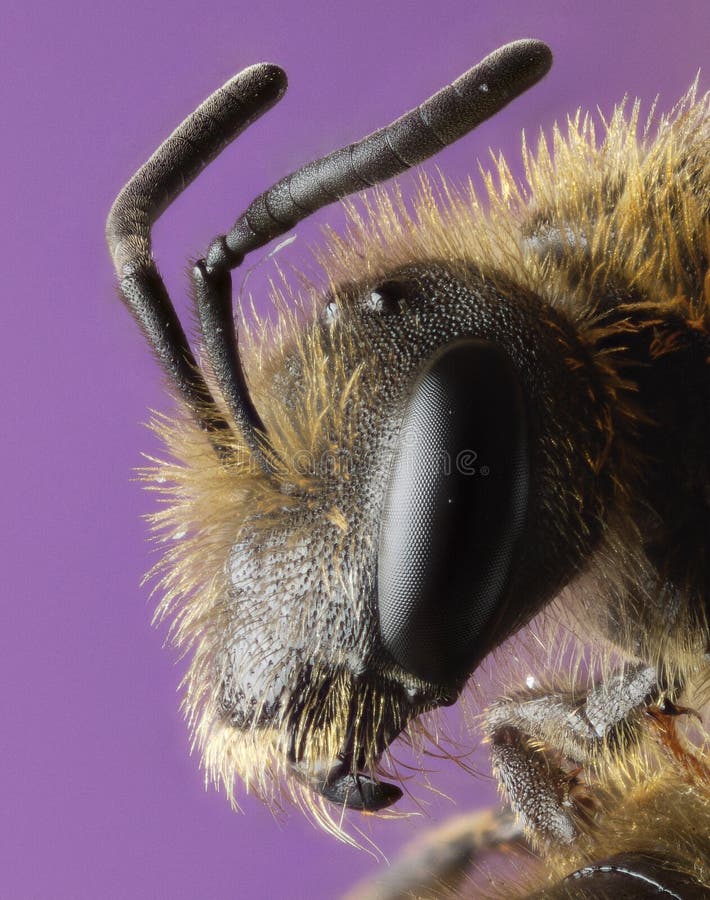 Close Up Profile of a Miner Bee Stock Photo - Image of pincers, simple ...