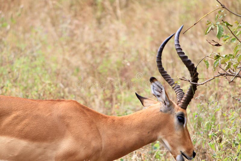 Close-up Profile Portrait of an Impala with Horns Grazing in the Field ...