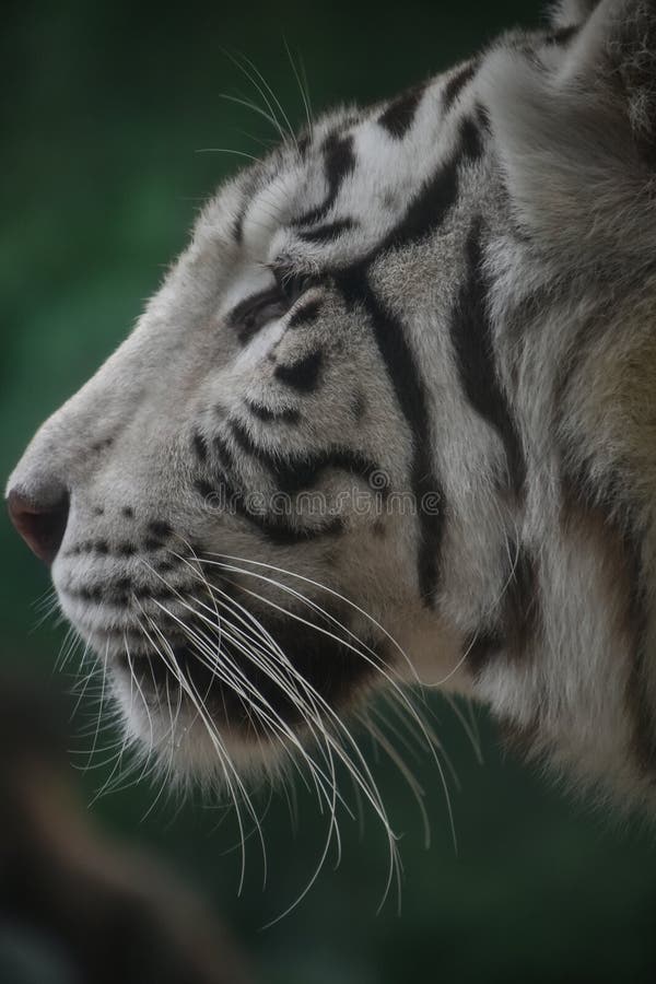 Close Up Profile Portrait of White Tiger Stock Photo - Image of tiger ...