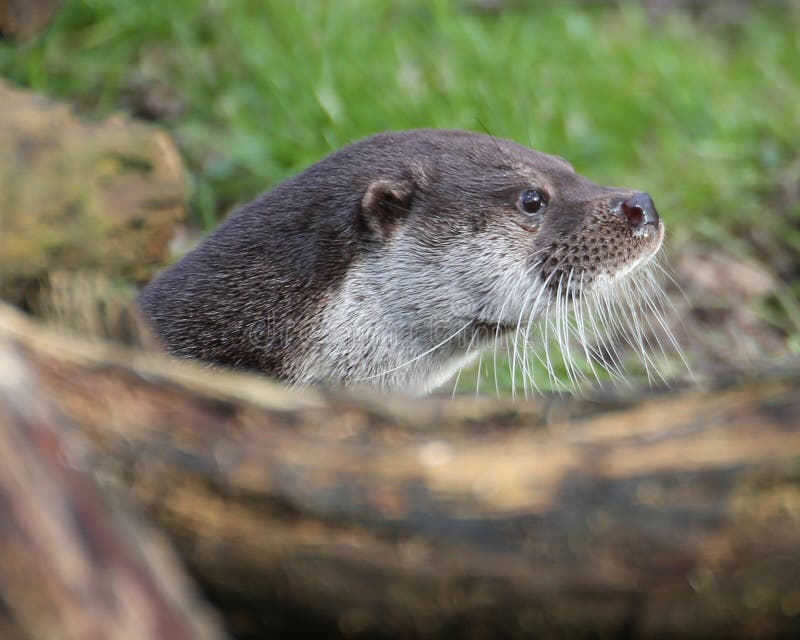 Close Up Profile Shot of an Otter Stock Image - Image of closeup, side ...