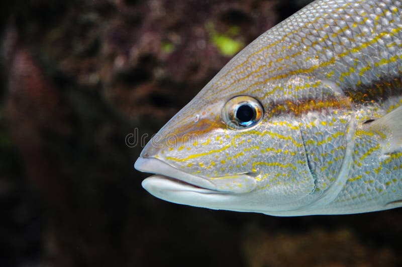 Silver fish underwater stock image. Image of animal, marine - 24525413
