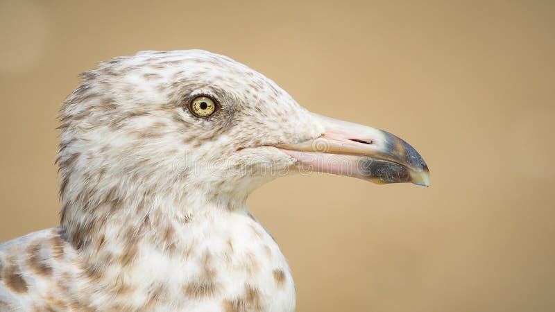 Close Up Profile of a Spotted Seagull Head Stock Image - Image of beach ...