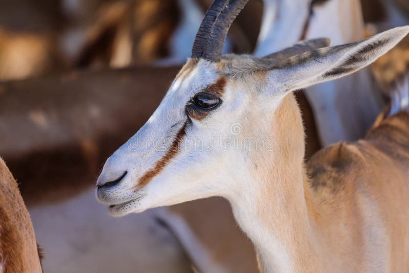 Springbok in Profile Standing among the Herd Stock Photo - Image of ...