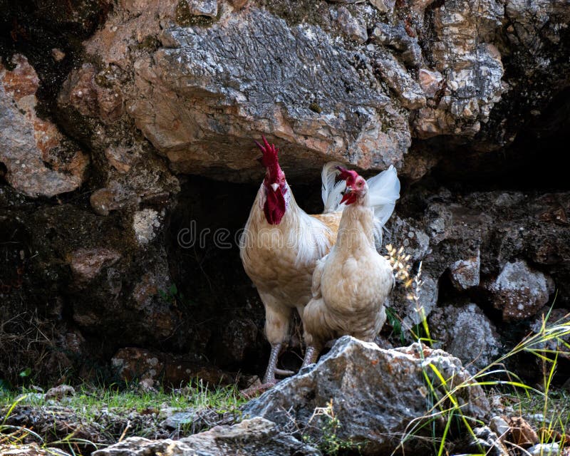 Gauloise Rooster Stock Photos - Free & Royalty-Free Stock Photos from ...