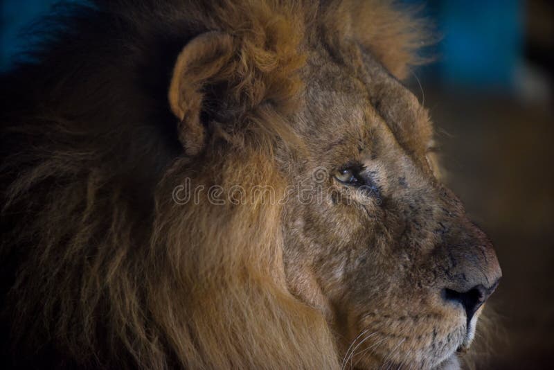 Close Up Profile View of a Male Lion Stock Image - Image of jungle ...