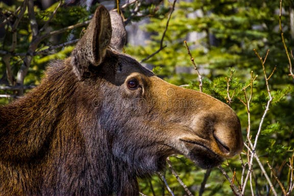 A Close Up Profile View of a Moose in the Wild. Stock Image - Image of ...